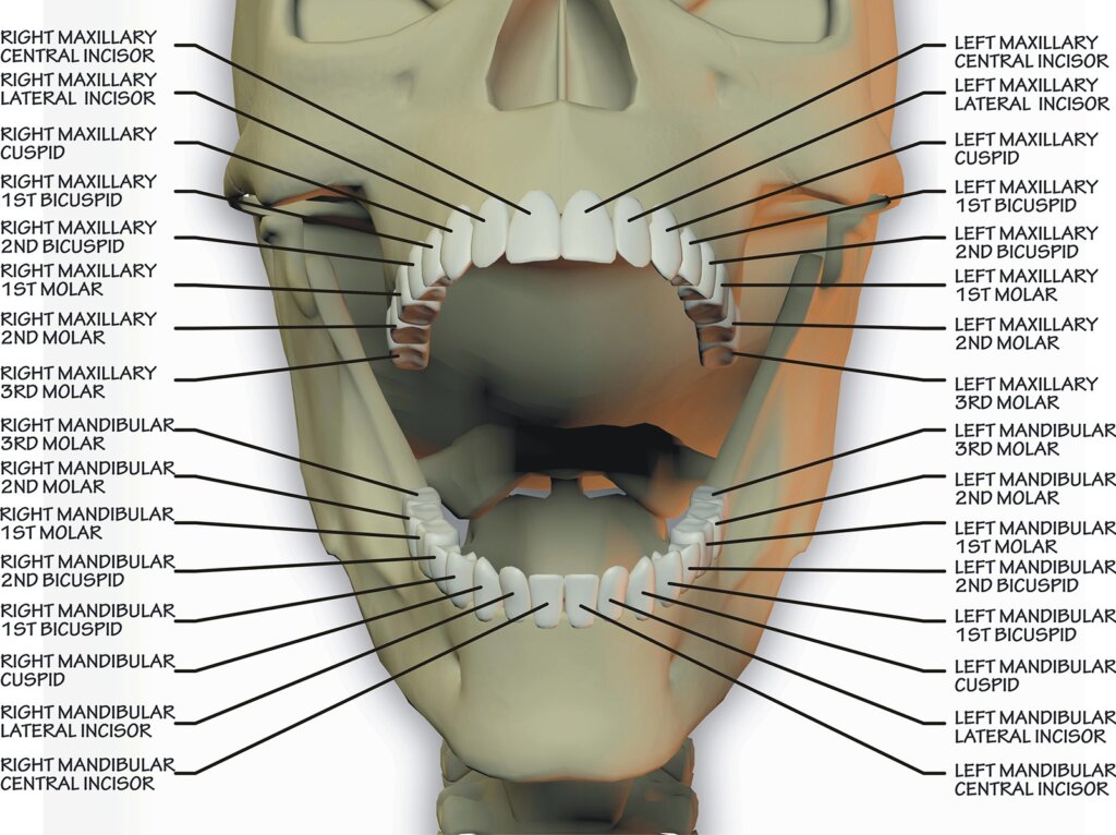 Difference Between Maxillary And Mandibular Molars 5554
